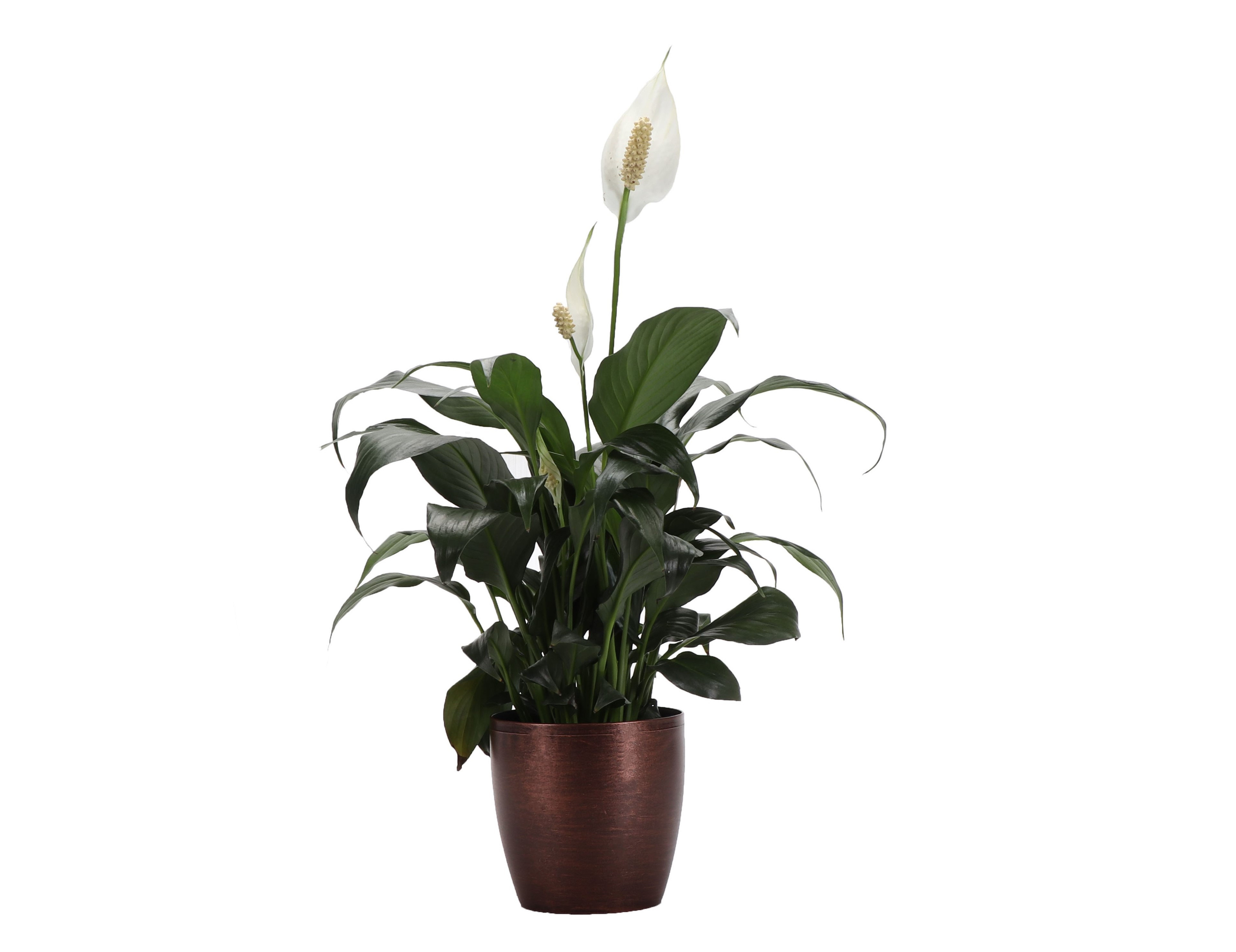 Thorsen's Greenhouse Live Peace Lily Plant in Classic Pot & Reviews ...