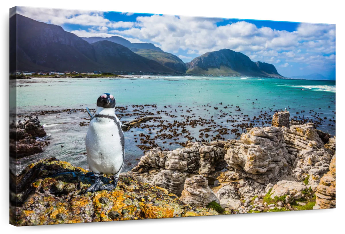 Ebern Designs Atlantic Penguin | Wayfair