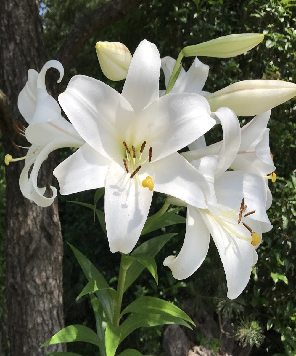 Touch of ECO Giant Tree Lily "Pretty Lady" Lillium - 3 Bulbs - White ...