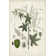 Rosalind Wheeler Flowering Flora II by John Torrey - Wrapped Canvas ...