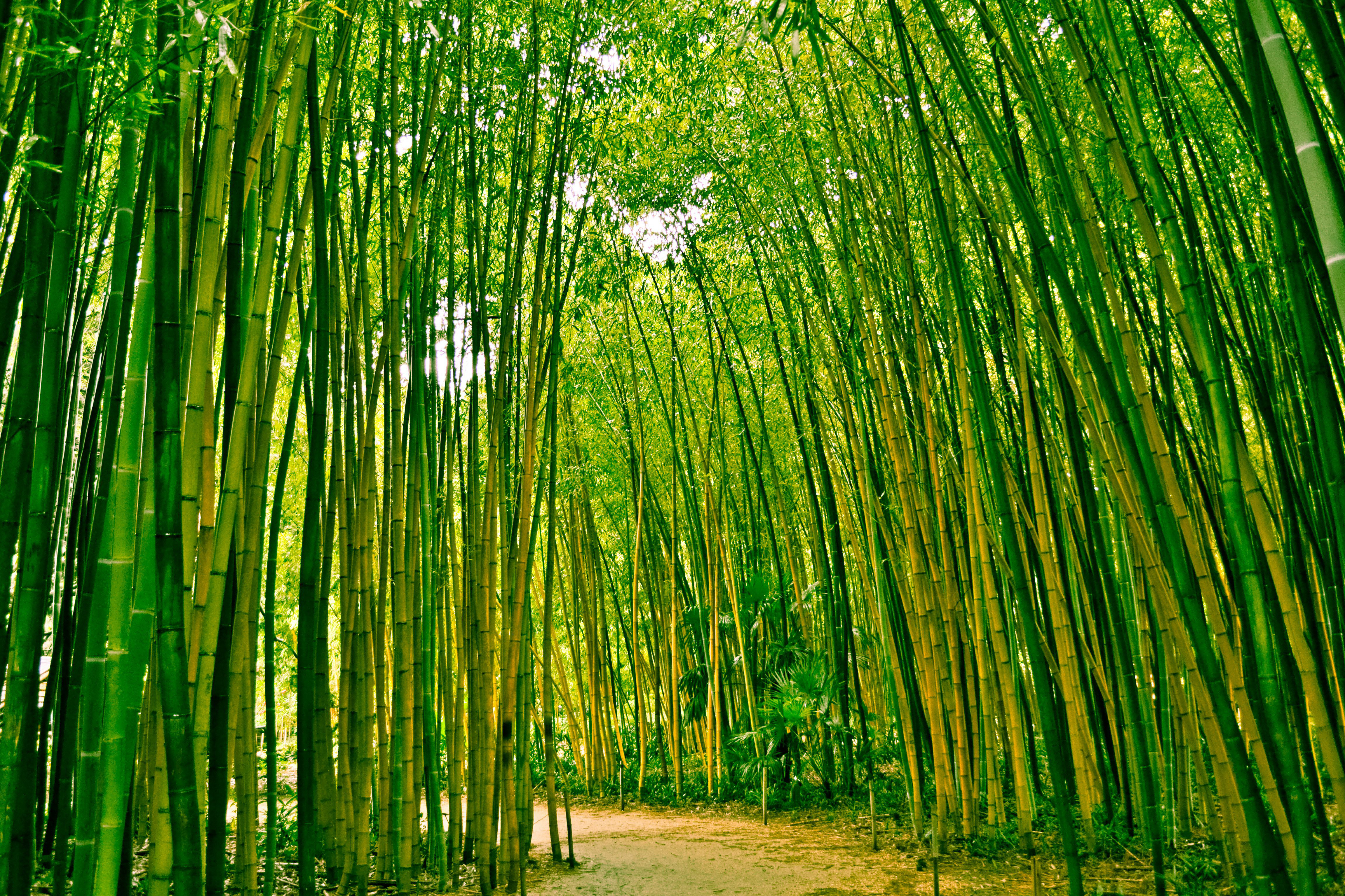Bay Isle Home™ Woodstock Bambusoideae Bamboo Forest by Irmun - Print ...