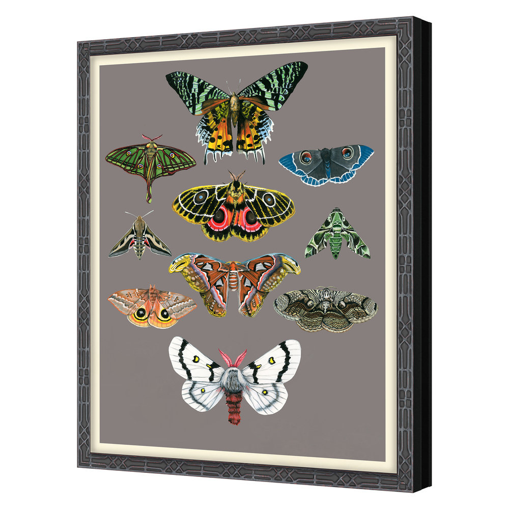 Grand Image Home Entomology Moths Chart by Thicket Design - Single ...