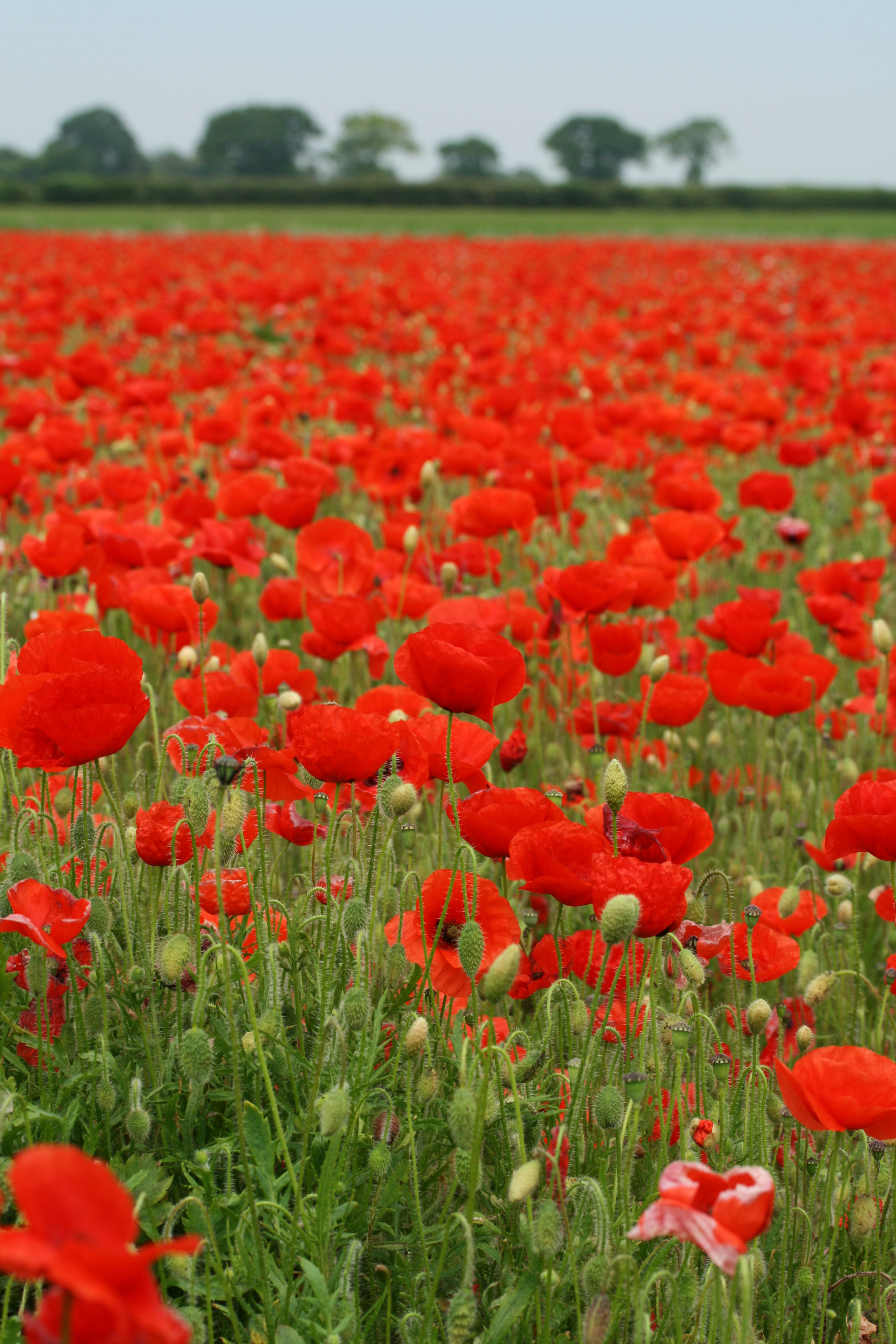 Ebern Designs Red Poppy Fields - Wrapped Canvas Photograph | Wayfair