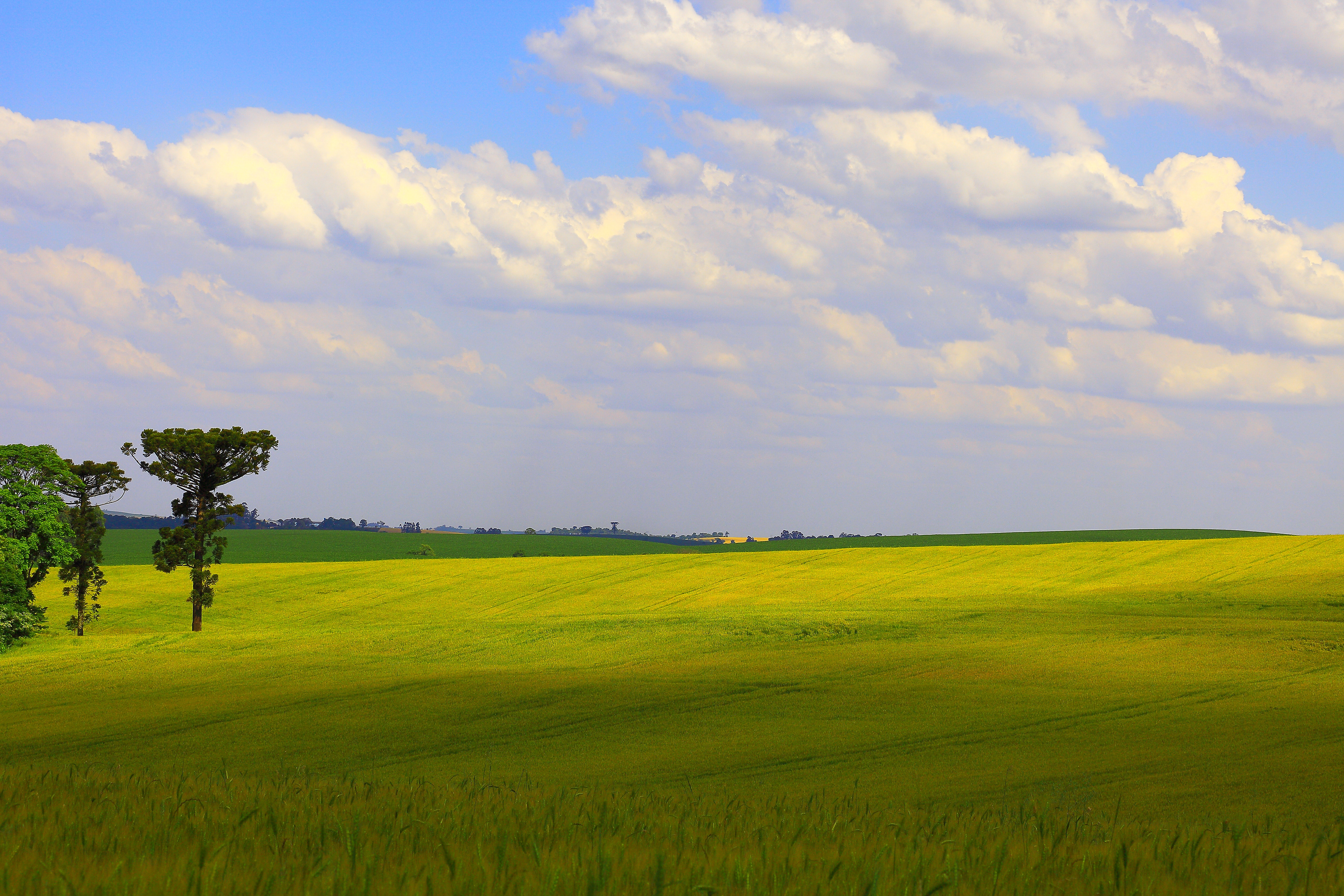 Ebern Designs Green Araucaria and Wheat Green Field by Agustavop | Wayfair