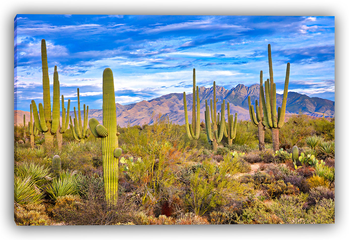 Union Rustic Desert Majesty Cactus Canvas Art | Wayfair