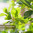 Primrue 6FT Artificial Black Olive Tree - 180cm Tall, 3 Trunks 1260 ...