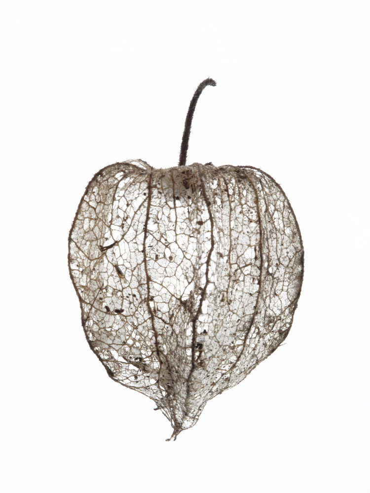 Lark Manor Pod | Wayfair.co.uk