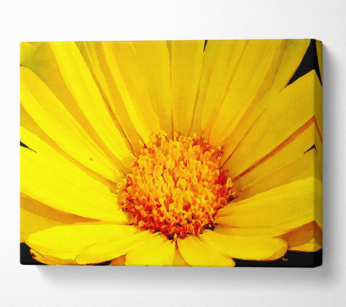 Brambly Cottage Golden Yellow Daisy - Print | Wayfair.co.uk