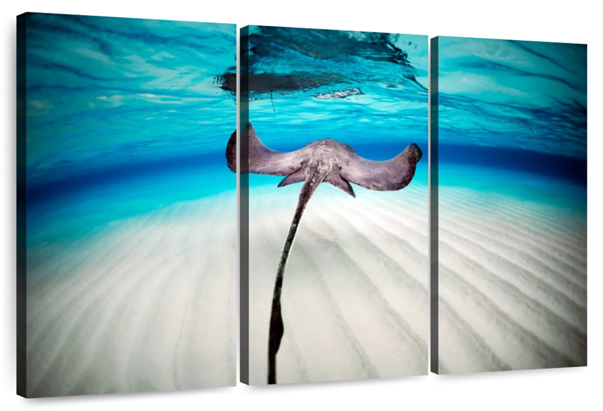 Ebern Designs Brampt Stingray Underwater Scenery | Wayfair