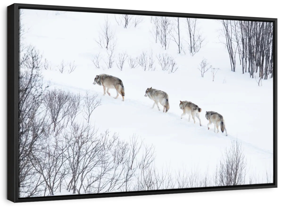 Millwood Pines " Winter Wolf Pack Wall Art " | Wayfair