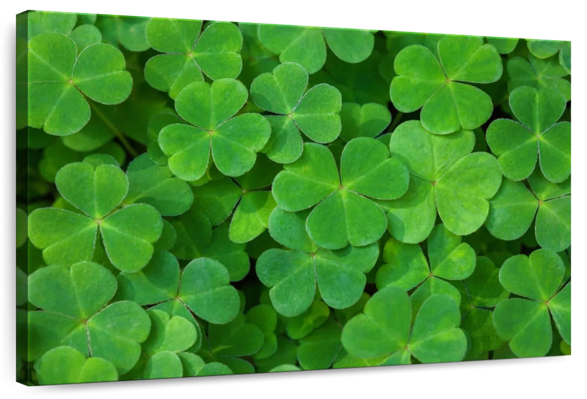 Lark Manor Harnek Green Shamrock Cluster - Wayfair Canada