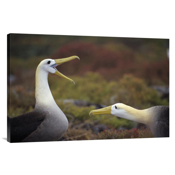 East Urban Home « waveed albatross, îlot d’exposition, îlot de ...