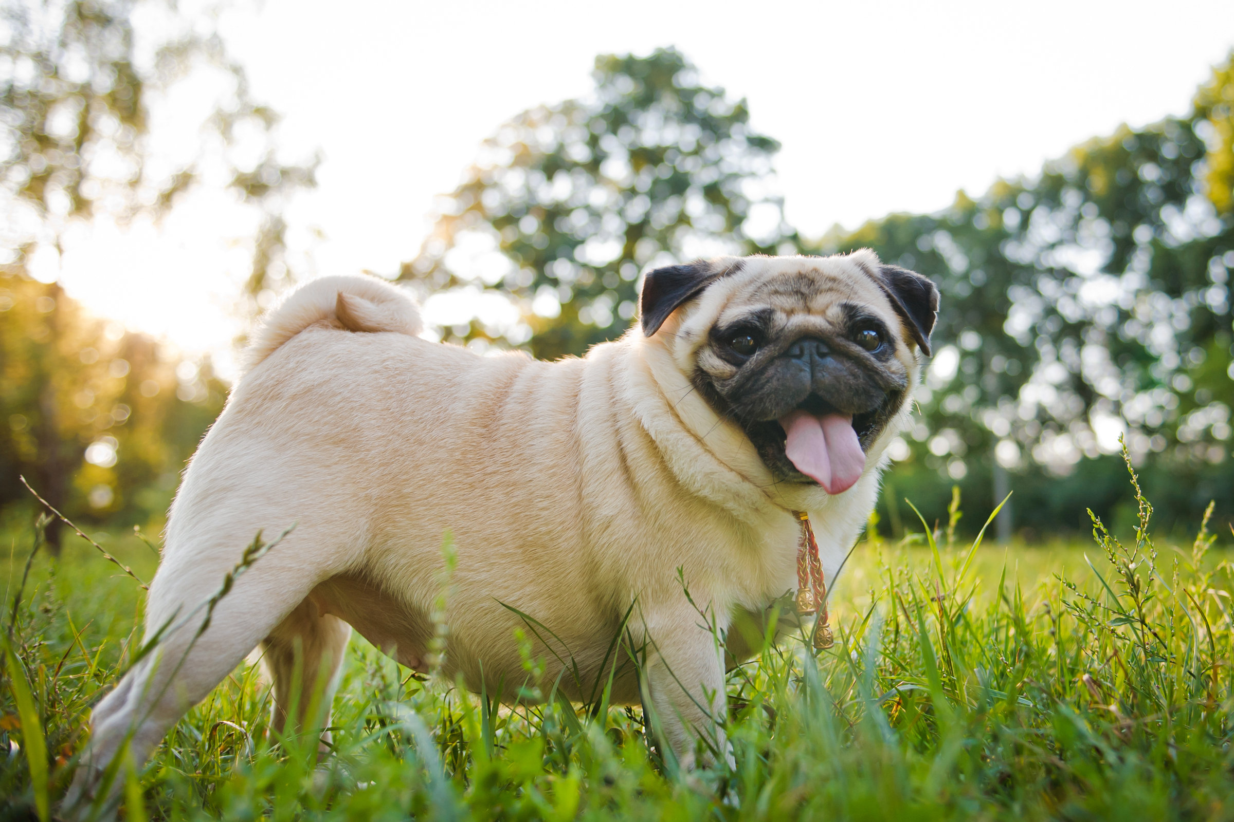 Ebern Designs Smiling Pug Walking in Summer Park by O_Sa | Wayfair