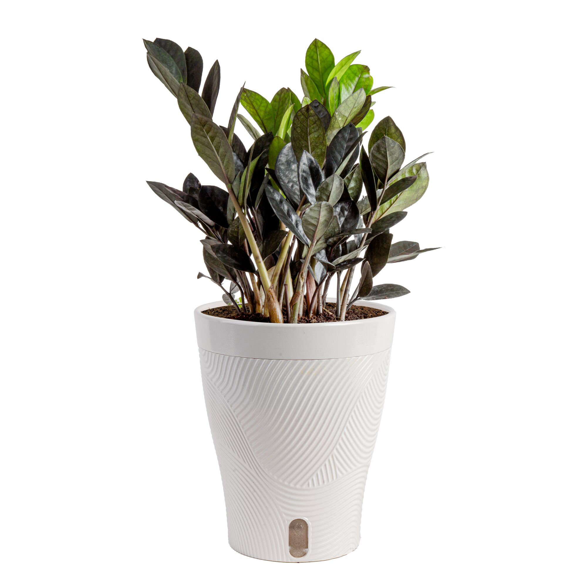 Costa Farms Raven ZZ House Plant in 5-inch Self-Watering Pot & Reviews ...