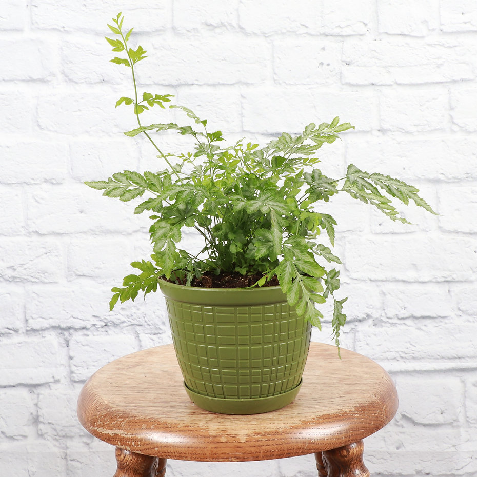 Thorsen's Greenhouse Live Silver Ribbon Fern Plant in Rustic Planter ...