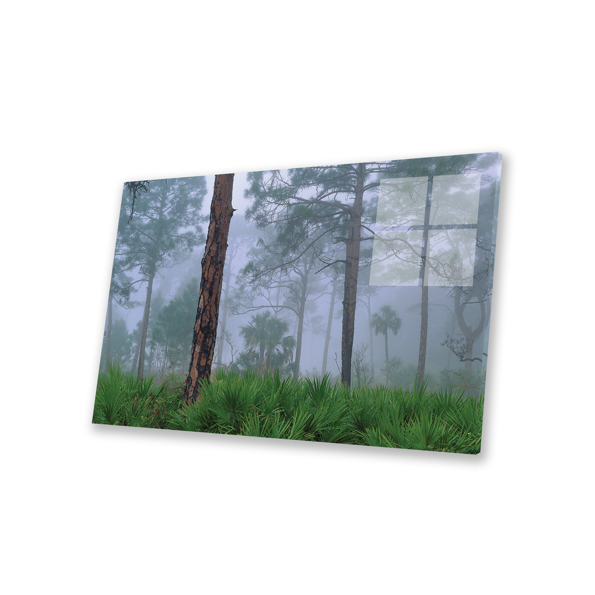 Millwood Pines Antvan Saw Palmetto And Pine In Fog, Near Estero River ...