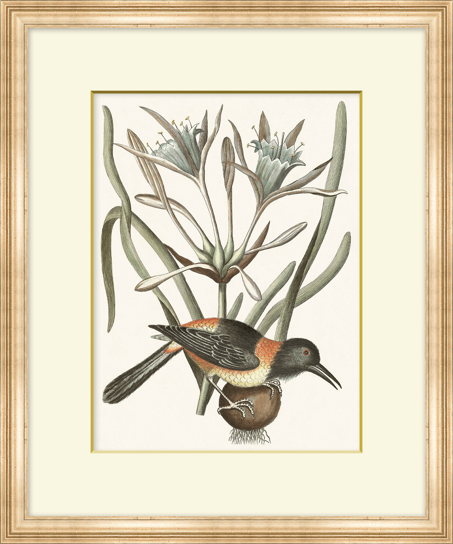 Wendover Art Group Summer Bird 7 - Picture Frame Painting on Paper ...