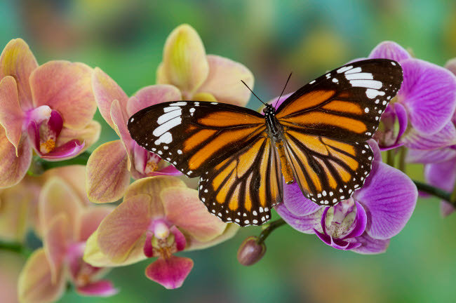 Rosalind Wheeler Moth Orchid Phalaenopsis And Monarch Butterfly Poster ...