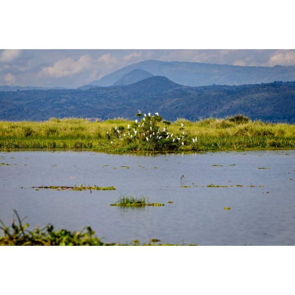Loon Peak® Balen Group Of Cattle Egret On Canvas by Dennis Wegewijs ...