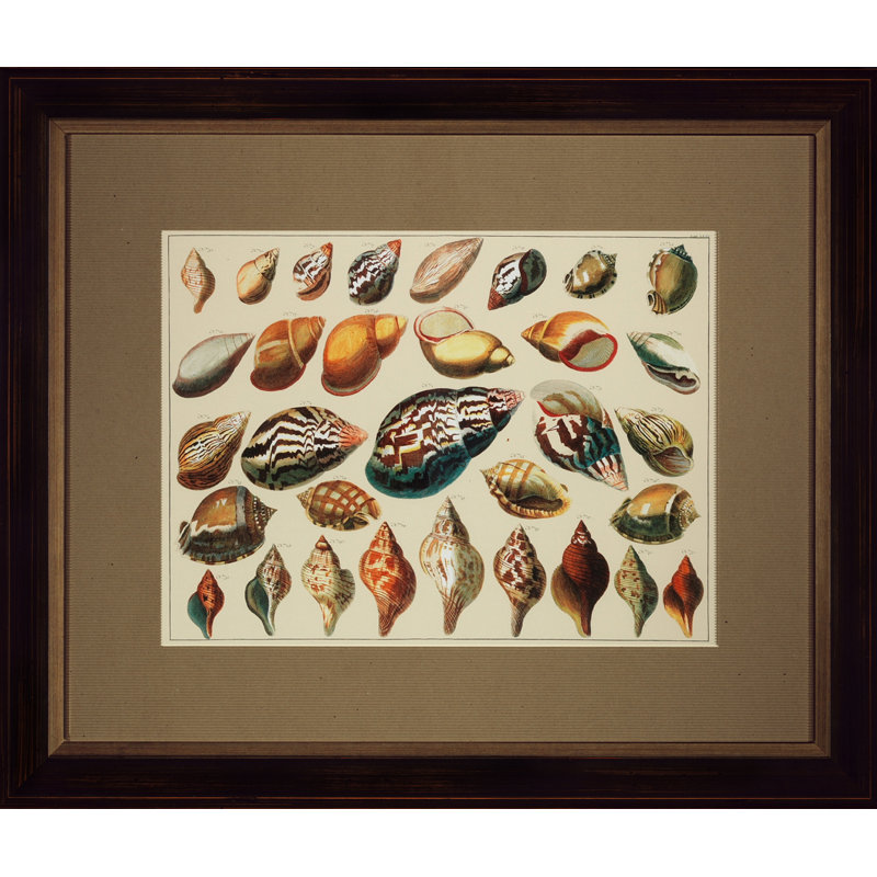 Wendover Art Group Shell Diagram II - Picture Frame Graphic Art | Wayfair