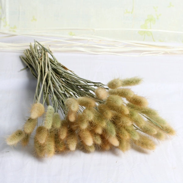 Primrue Natural Dried Bunny Tail Grass Bushes | Wayfair