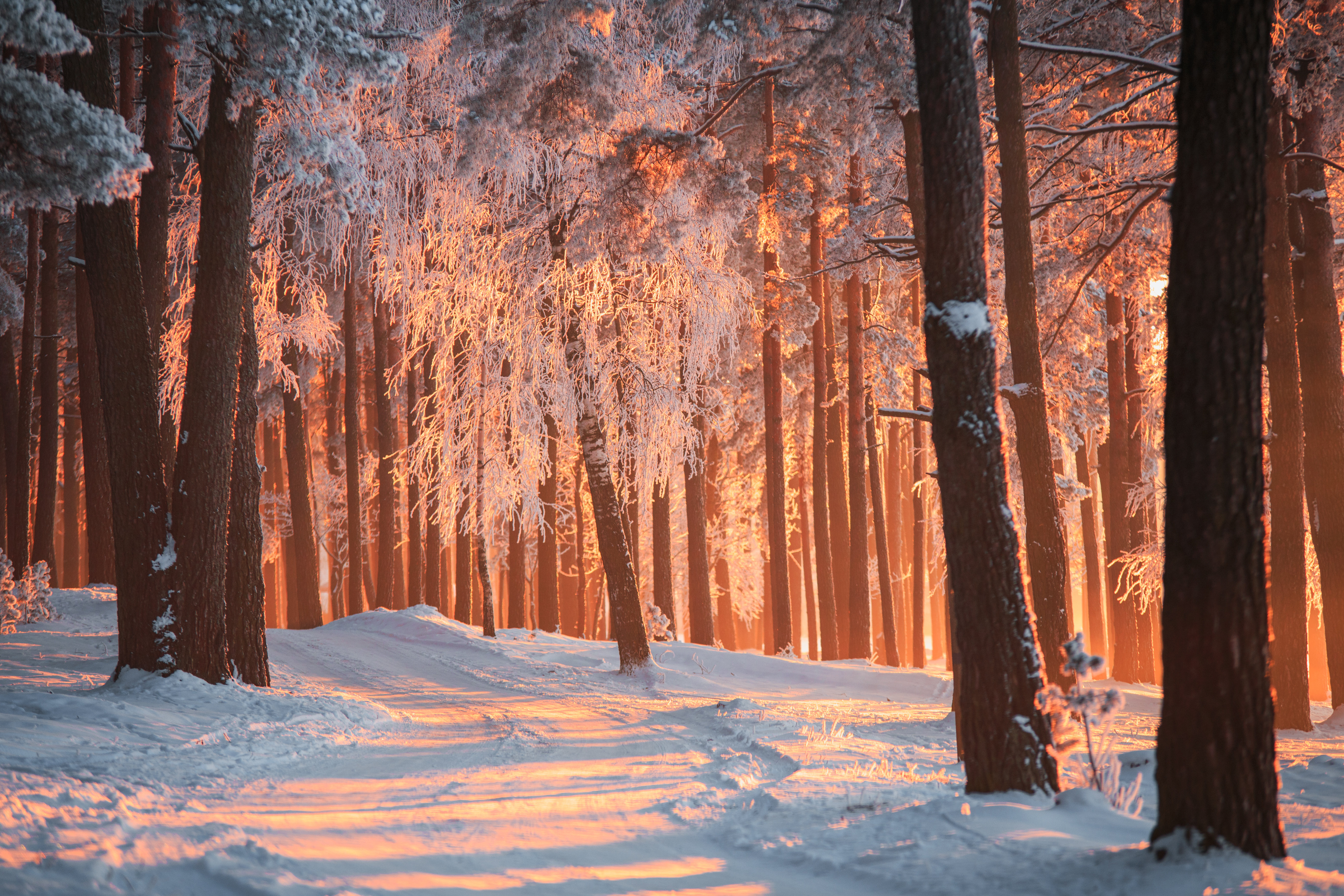 Millwood Pines Winter Forest - Wrapped Canvas Photograph | Wayfair