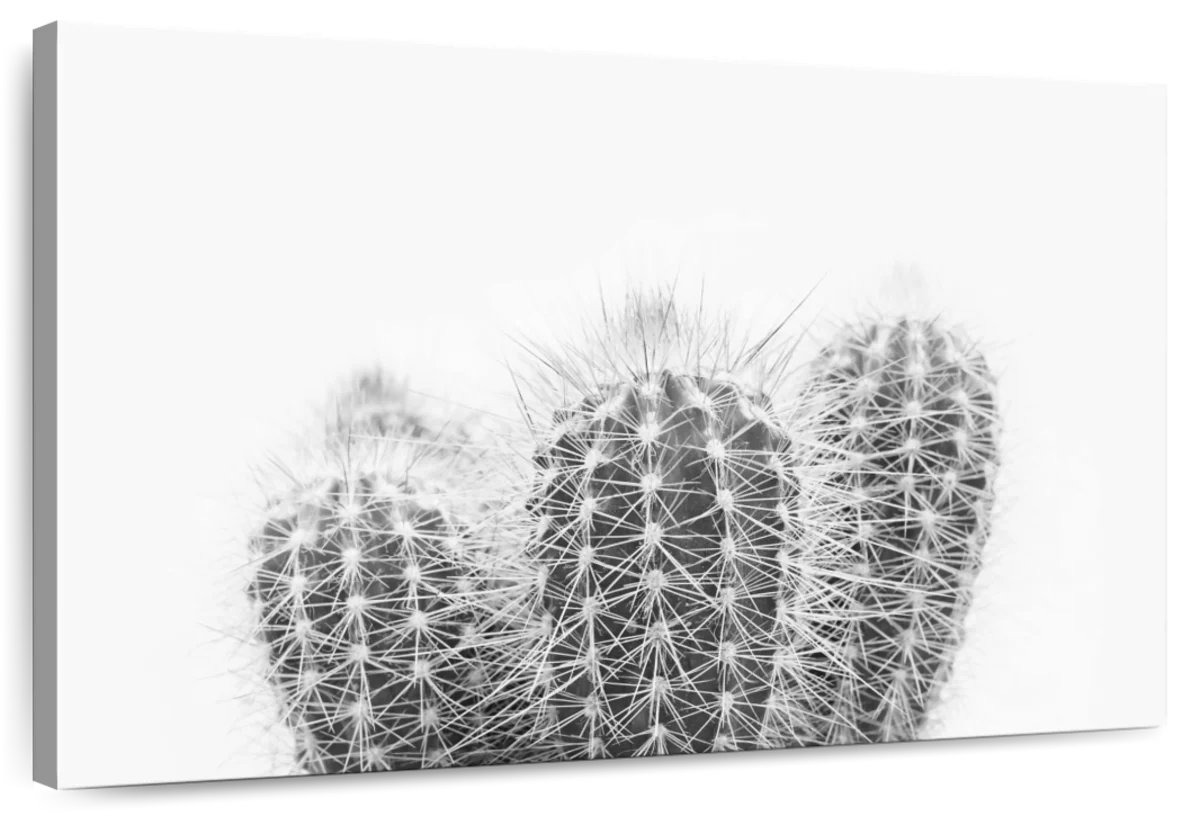 Lark Manor Harnek Prickly - Wayfair Canada
