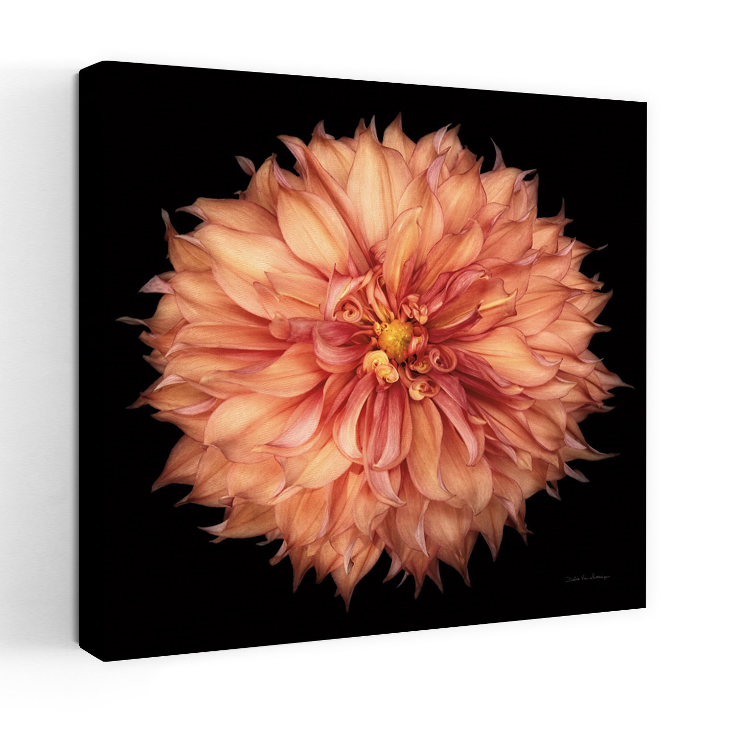 Hokku Designs Dahlia I Contemporary Dahlia Flower Art - Wayfair Canada
