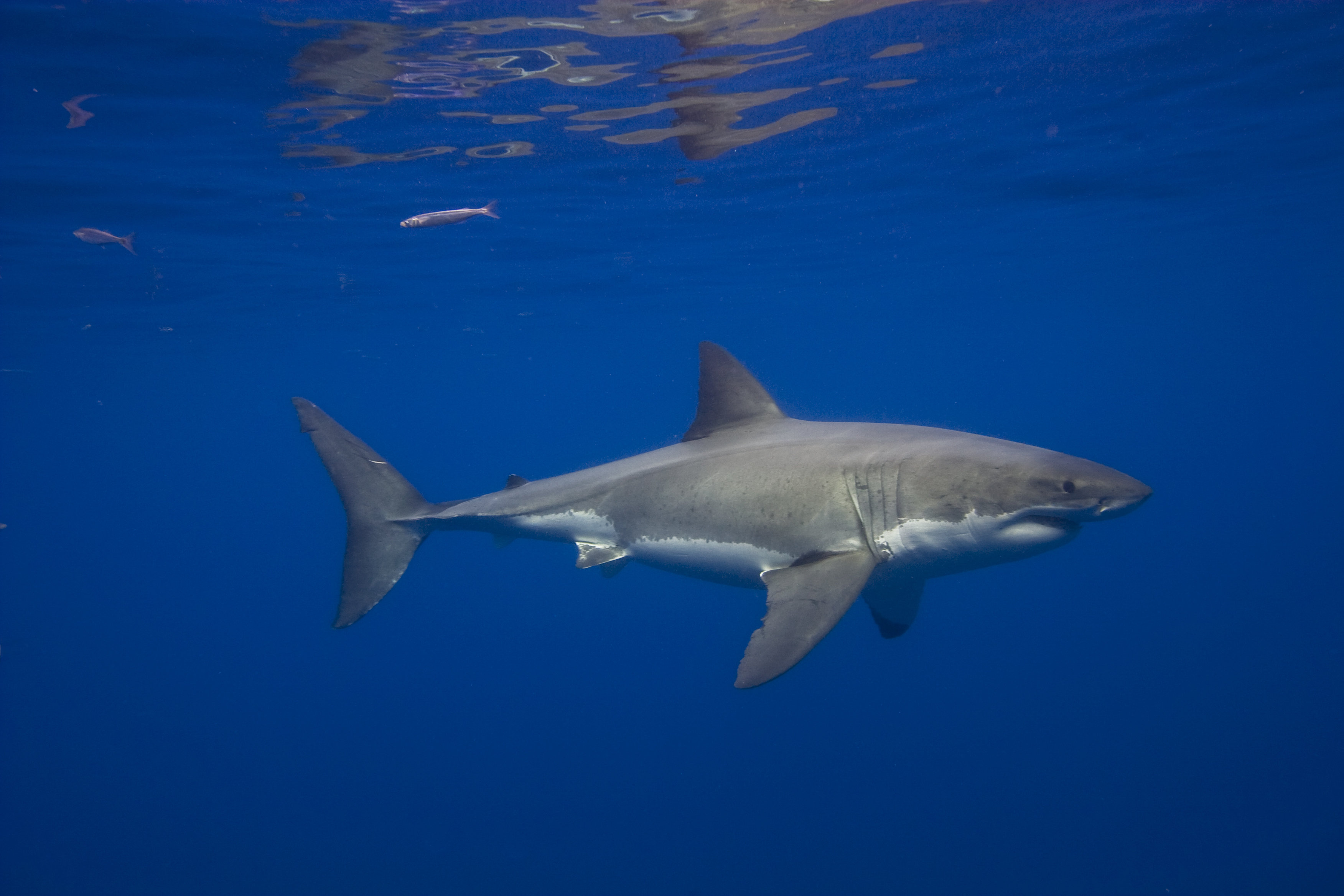 Highland Dunes Great White Shark by Cdascher | Wayfair