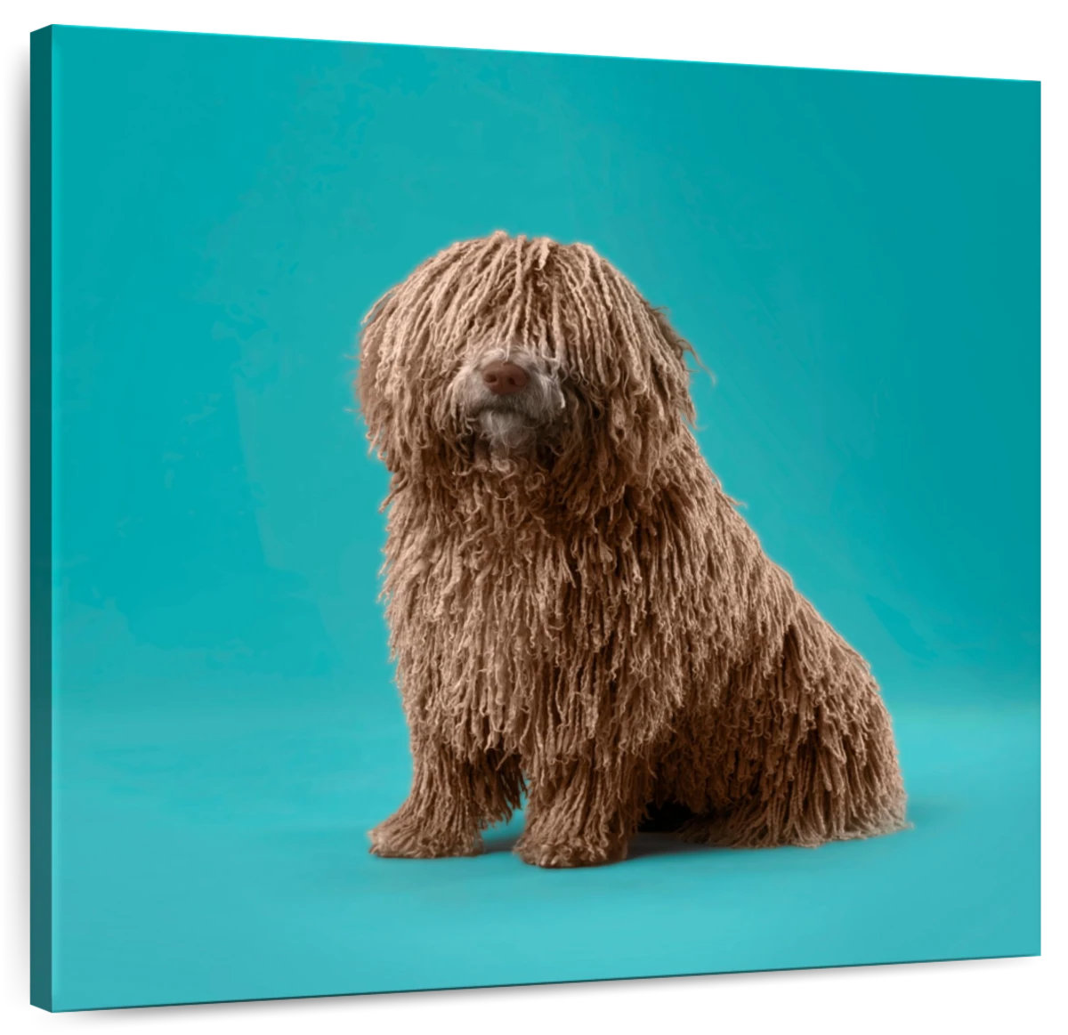Elephant Stock Komondor Dog | Wayfair