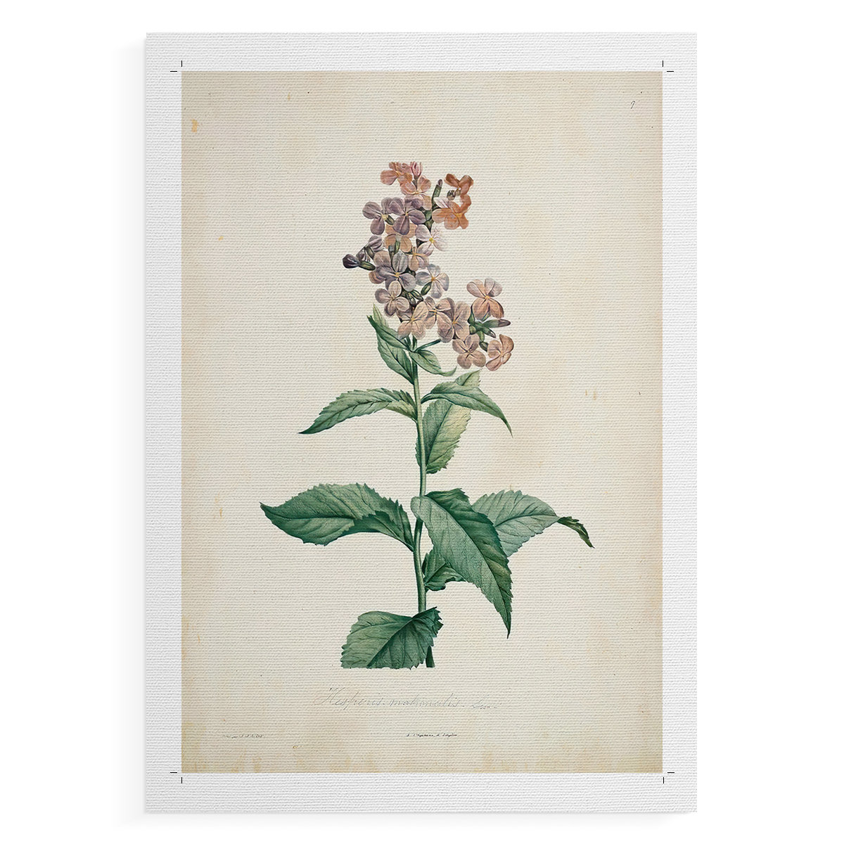 Astoria Grand Traditional Botanical II -Canvas Print Only - NOT FRAMED ...