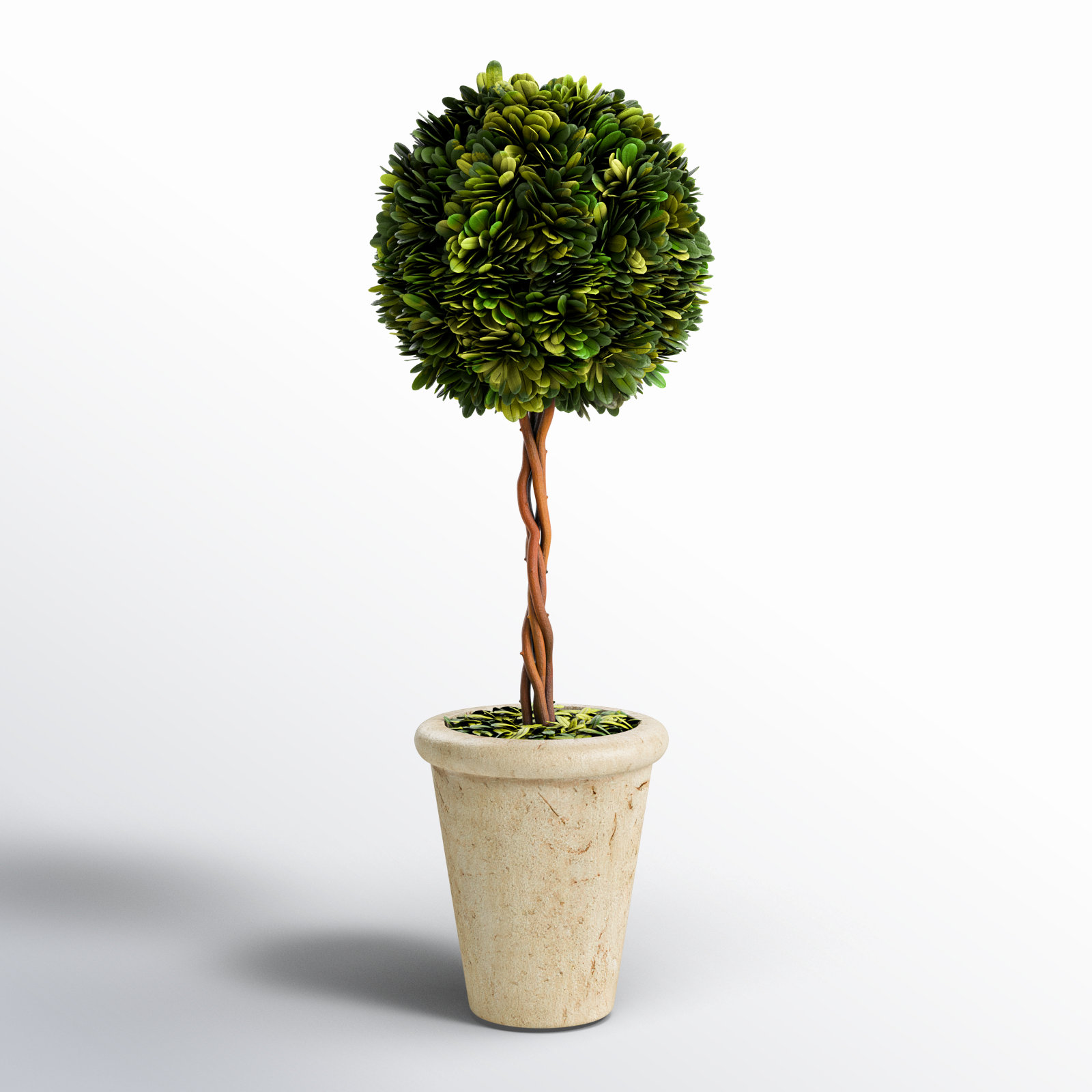 Birch Lane™ Preserved Boxwood Topiary in Decorative Vase & Reviews ...