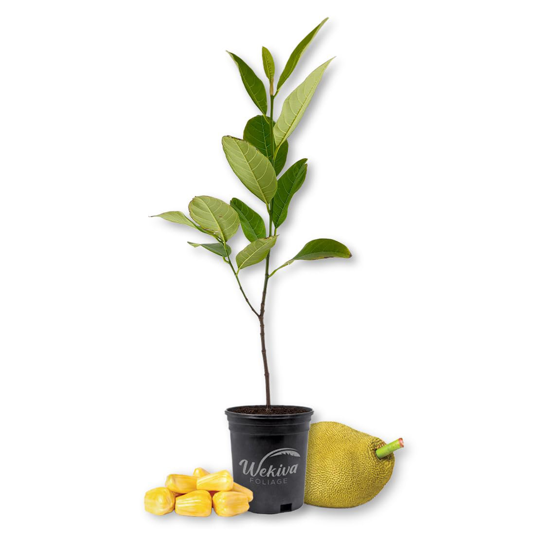 Wekiva Foliage LLC Jackfruit Tree - Live Plant in a 1 Gallon Growers ...