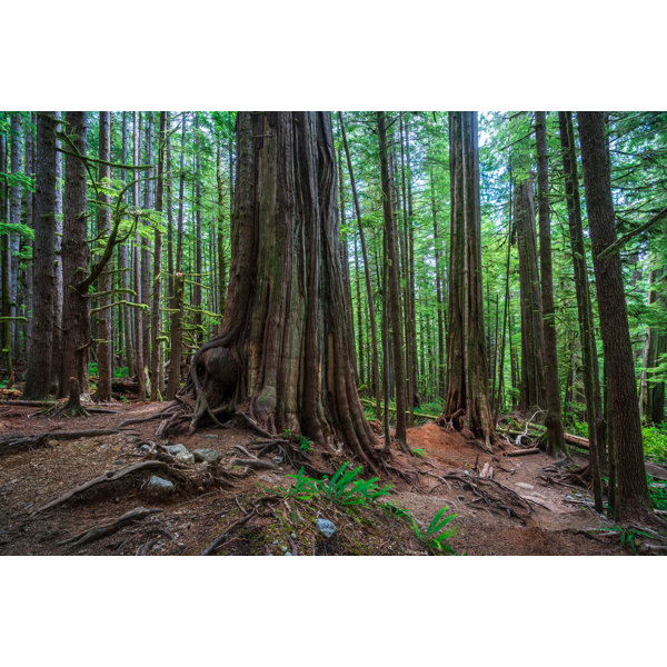 EUPixxprint_Getty Avatar Grove by Davemantel - Wrapped Canvas Art ...