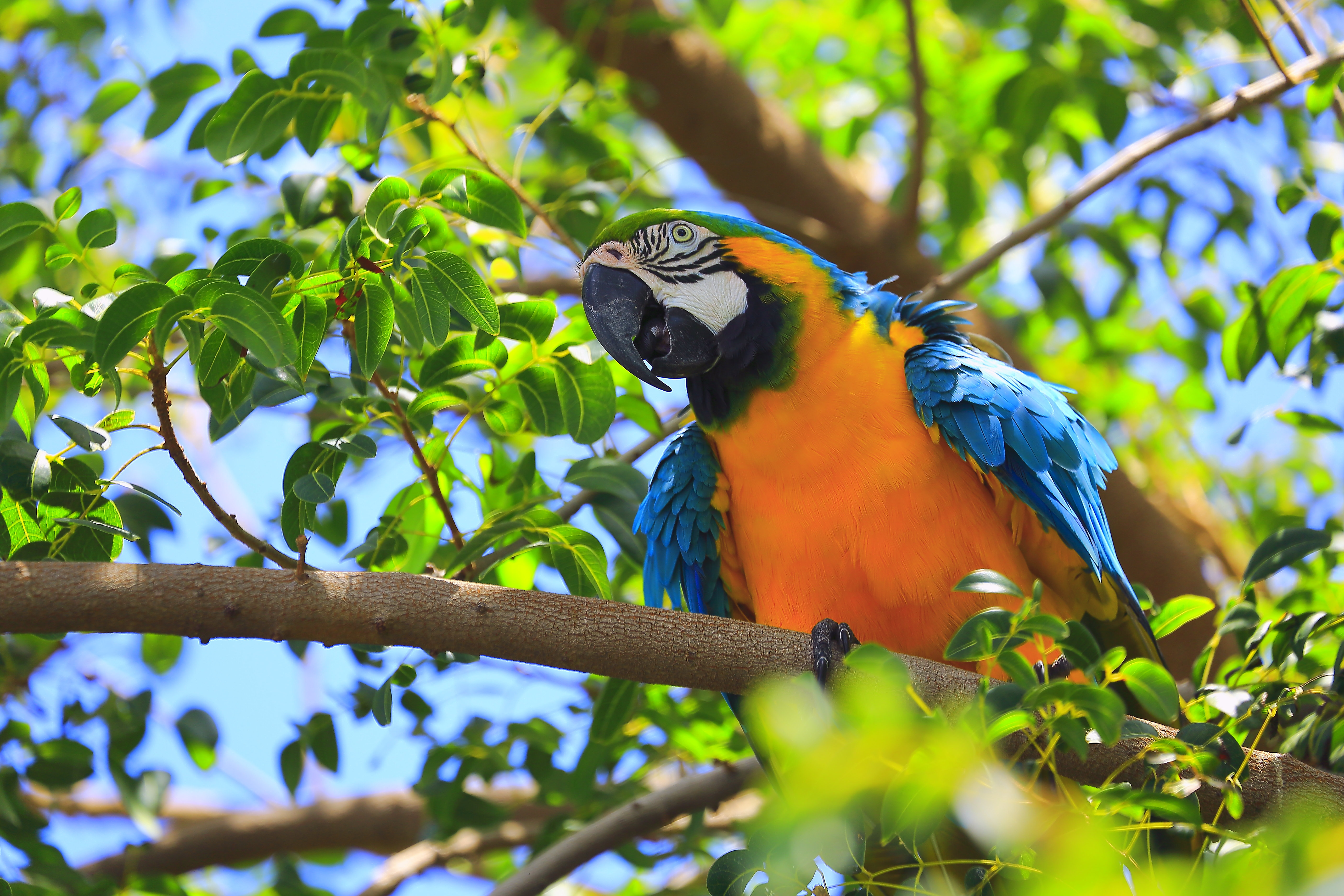17 Stories Blue And Yellow Macaw Tropical Bird, Brazilian Amazon ...
