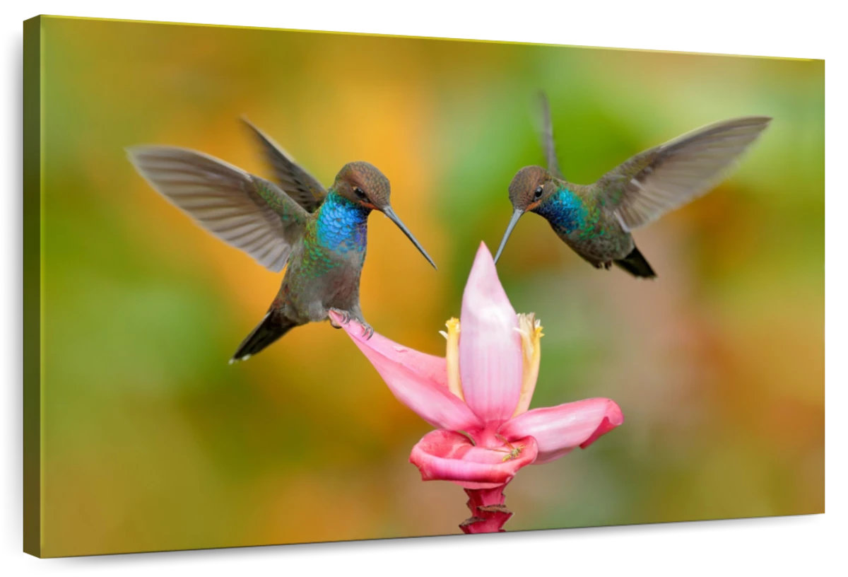 Ebern Designs Brampt White Tailed Hummingbirds | Wayfair