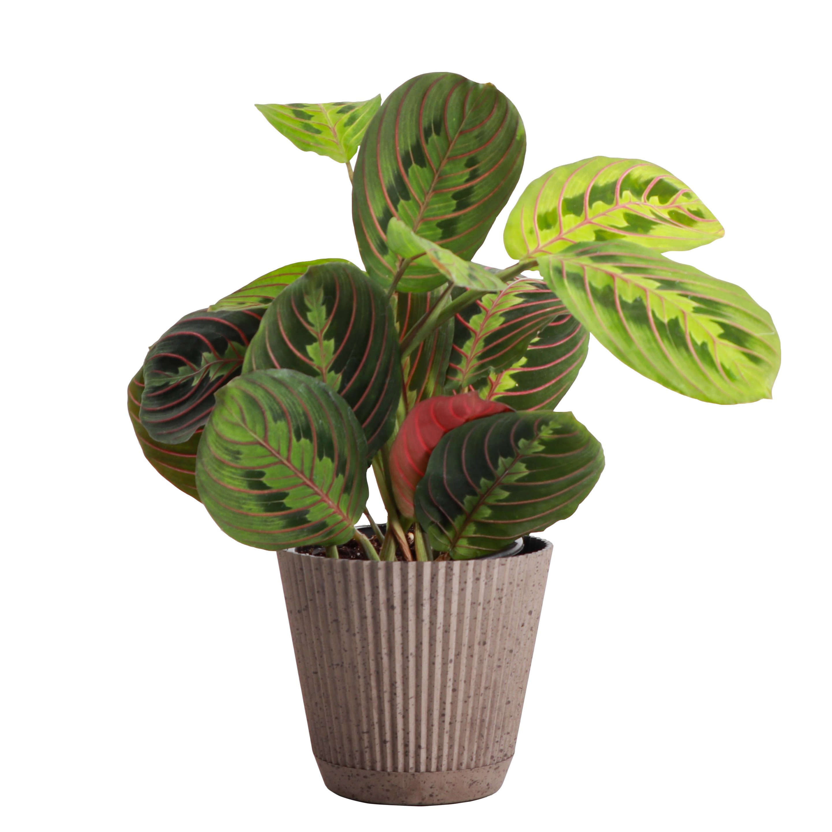 Thorsen's Greenhouse Live Red Prayer Plant in Ruffle Pot, 4-inch ...