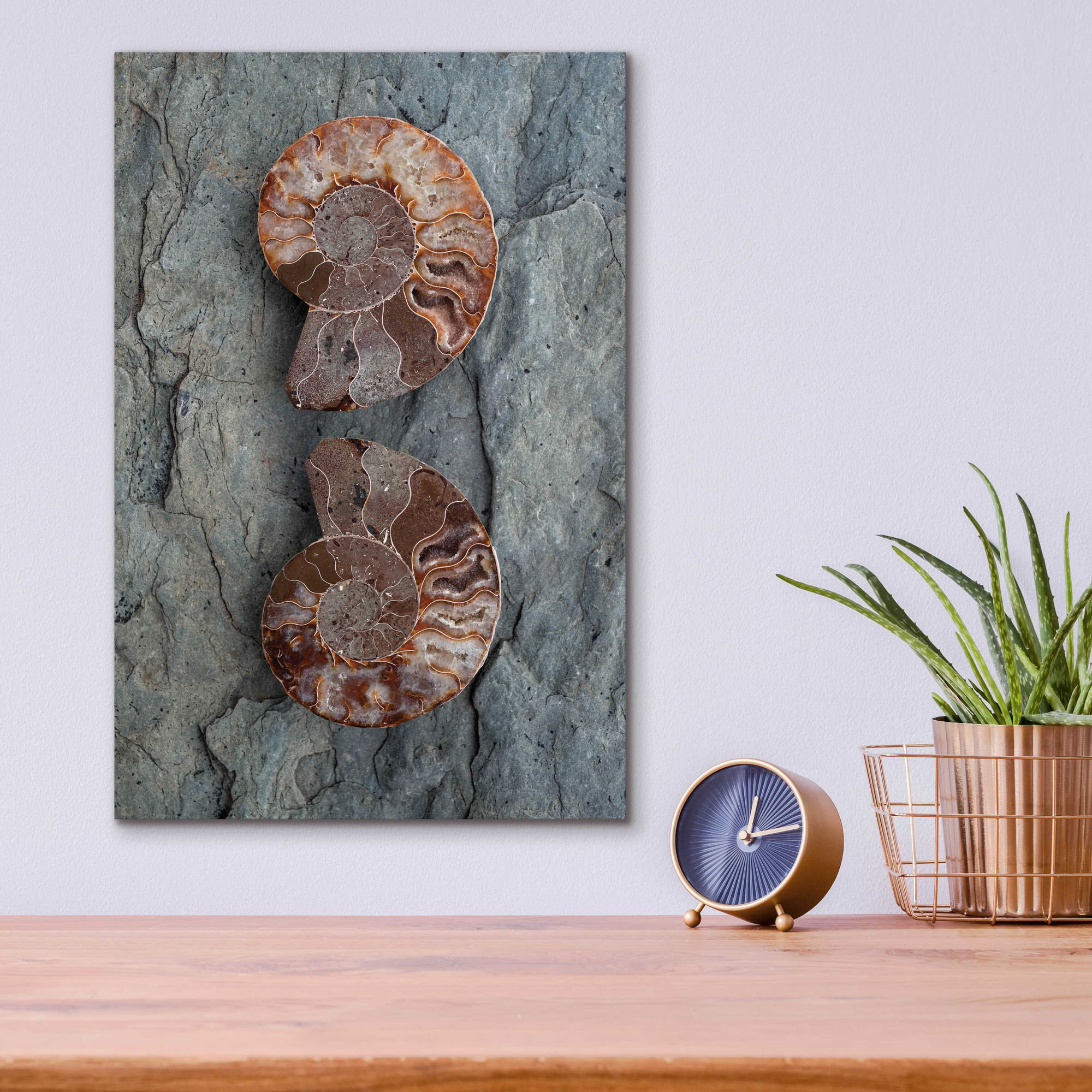 Highland Dunes " Crystallized Ammonites " by Elena Ray | Wayfair