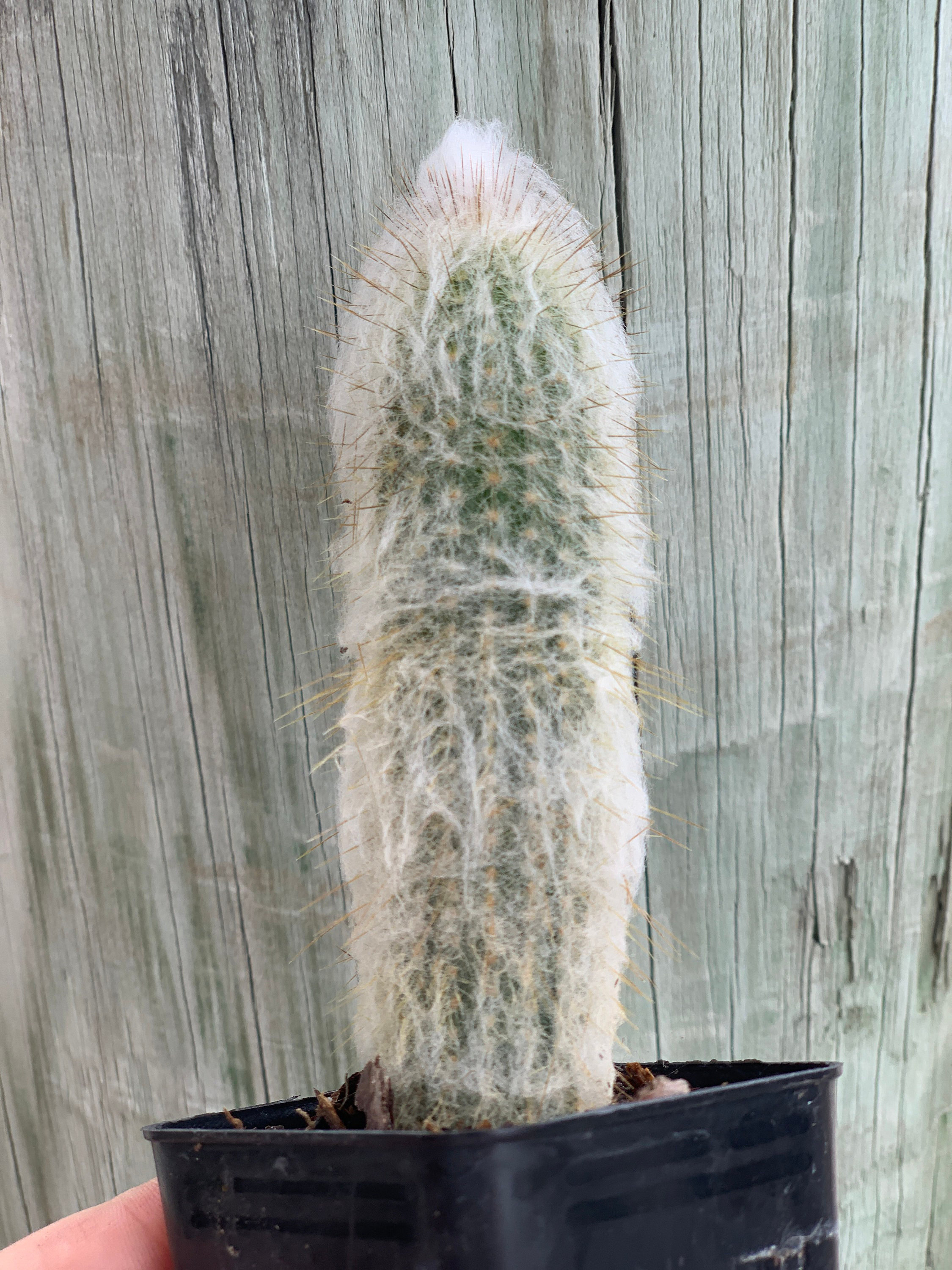 Florida House Plants Silver Torch Cactus Cleistocactus Strausii Snow ...