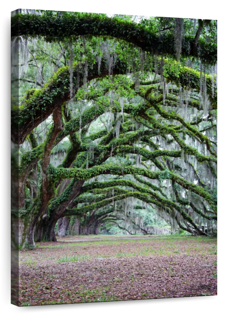 Lark Manor™ Harnek Oak Tree Arches | Wayfair