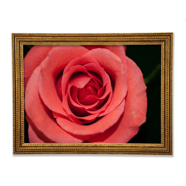 Canora Grey Rose Coloured Flower - Single Picture Frame Print | Wayfair ...