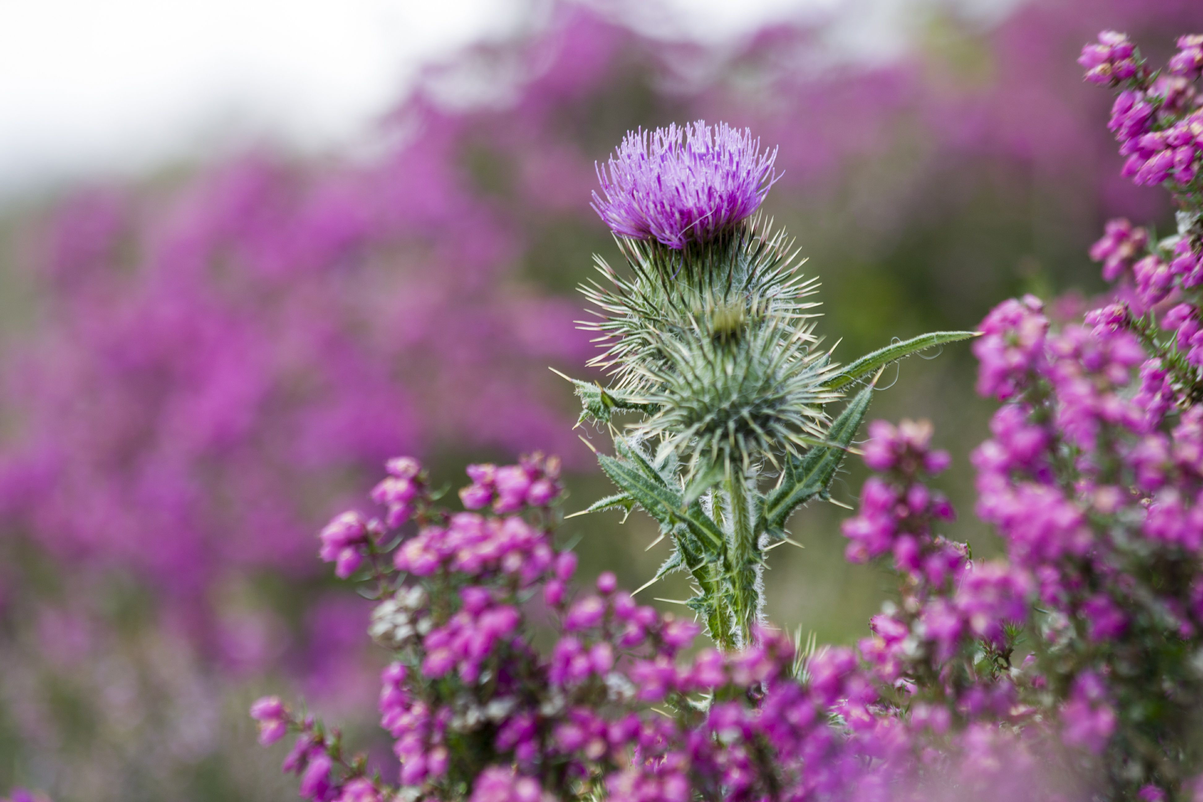 Ebern Designs Maurane Thistle by Jgshields - Wrapped Canvas Photograph ...