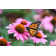 17 Stories Monarch Butterfly by Db_beyer - Print | Wayfair.co.uk