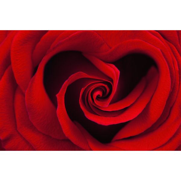 17 Stories Red Rose Shape Of Heart - Print | Wayfair.co.uk