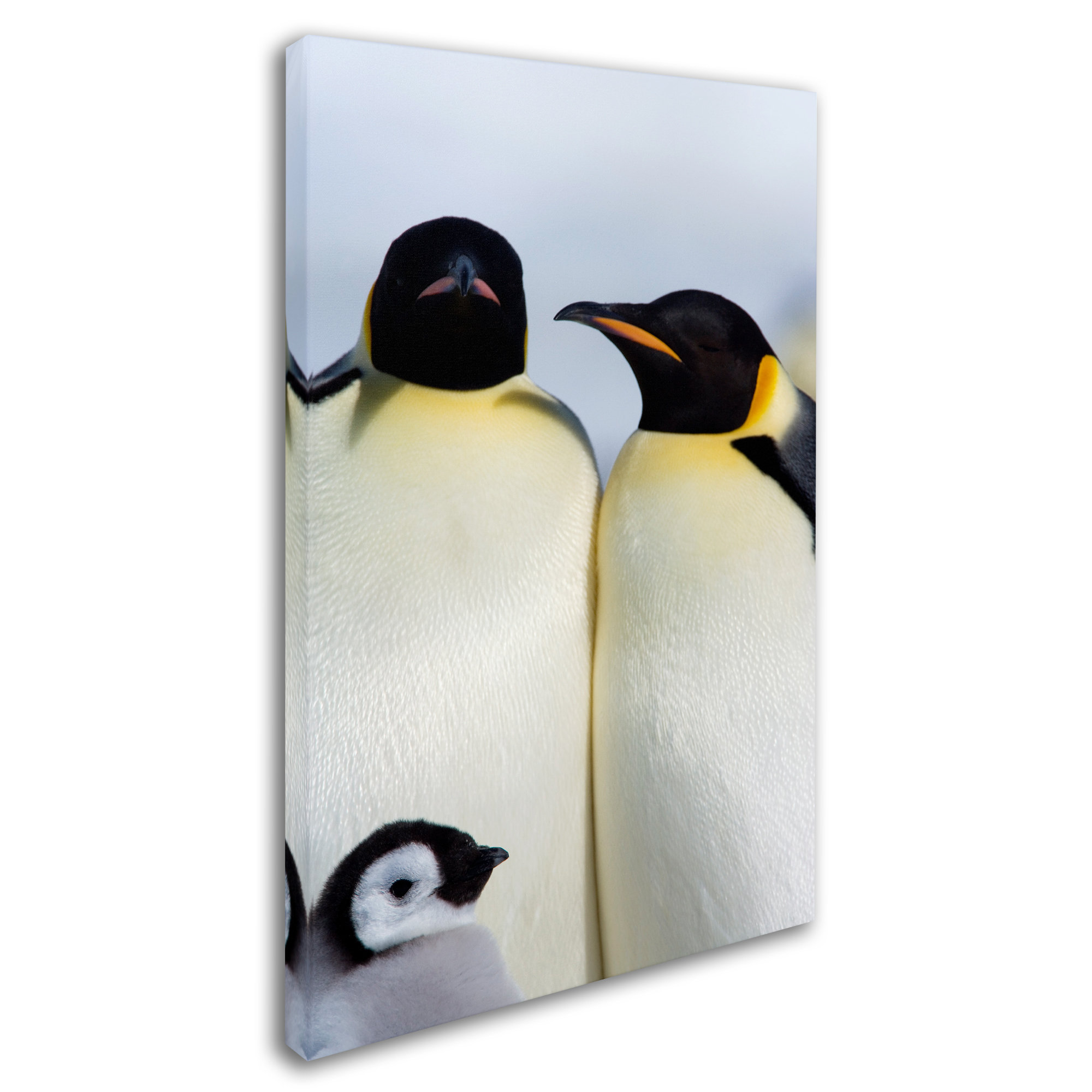Trademark Fine Art 'Three Penguins' Photographic Print on Wrapped ...