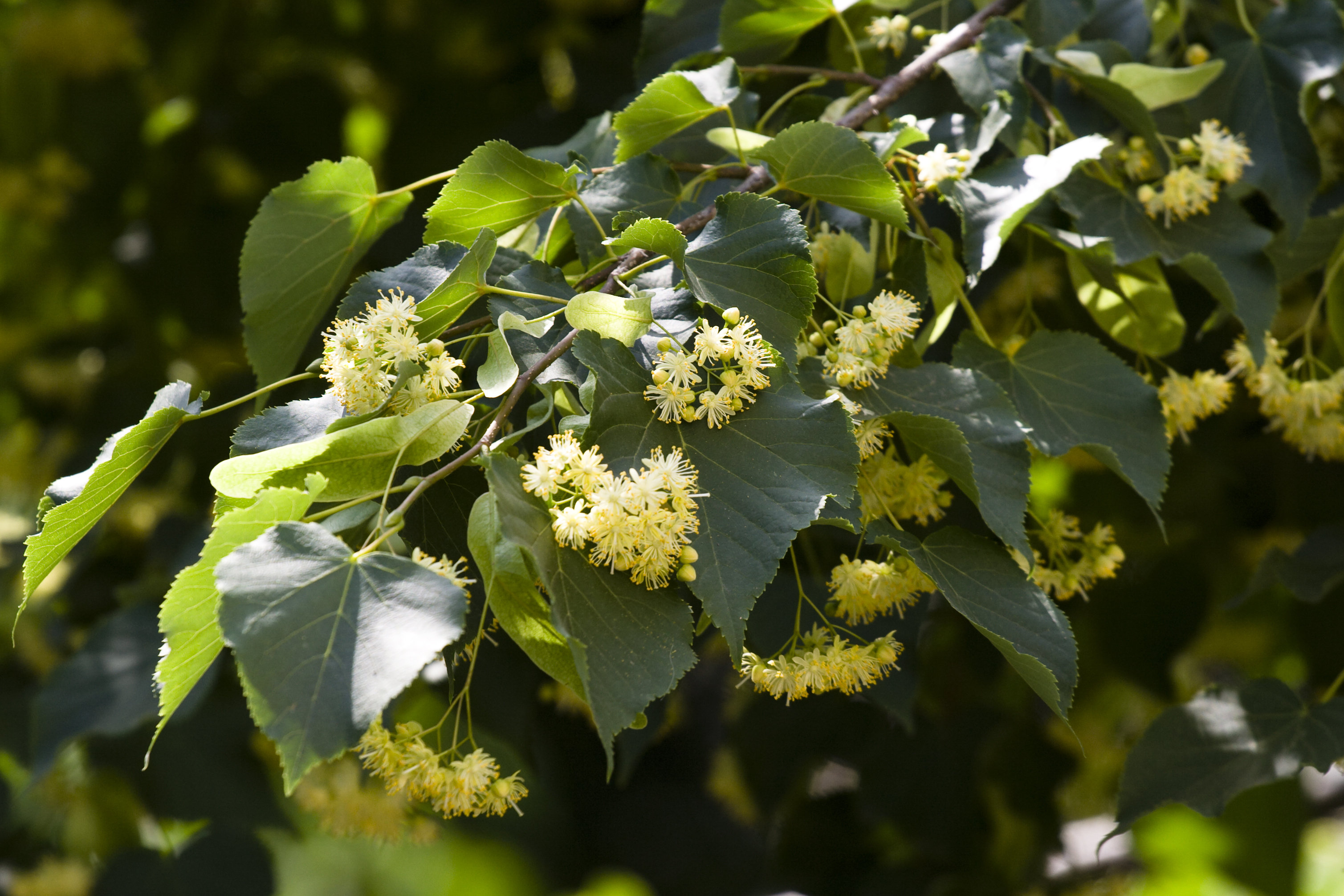 Ebern Designs Linden Tree Blossoms by Mariusfm77 | Wayfair
