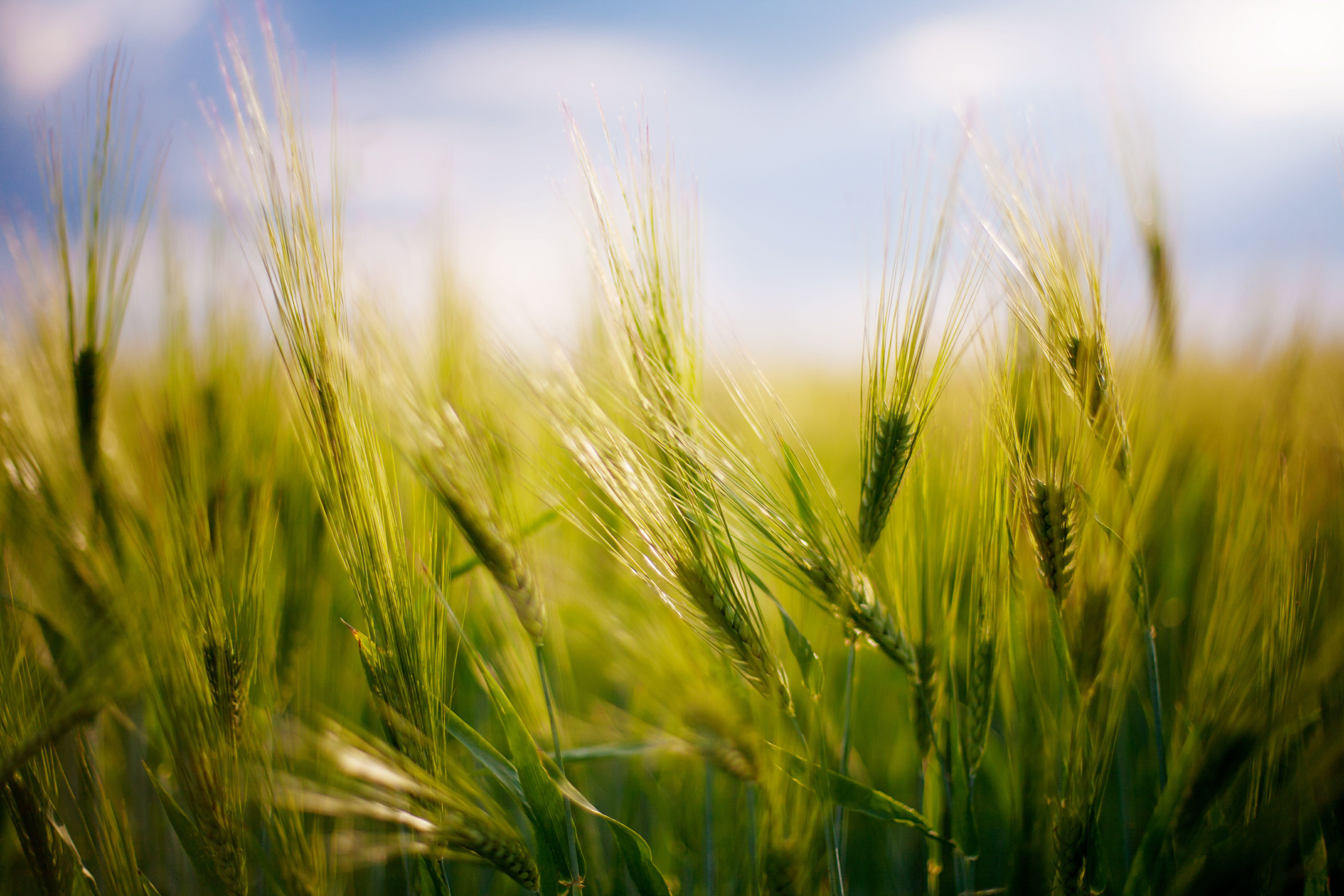 Ebern Designs Wheat Crops Field by - Wrapped Canvas Photograph ...