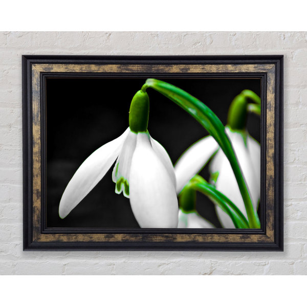 Bright Star Snowdrop Flower - Single Picture Frame Art Prints | Wayfair ...