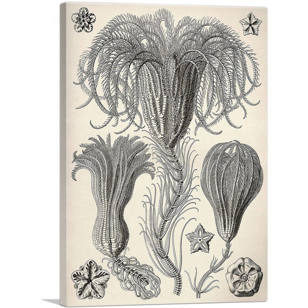 ARTCANVAS Crinoidea Marine Animals Flagellates Canvas Art Print By ...