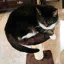 Tucker Murphy Pet™ 28" Borrego Play Palace Cat Tree & Reviews | Wayfair